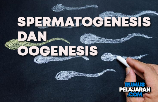 √ Pengertian Spermatogenesis dan Oogenesis, Tahapan, Proses & Perbedaan ... √ Pengertian Spermatogenesis dan Oogenesis, Tahapan, Proses & Perbedaan ...